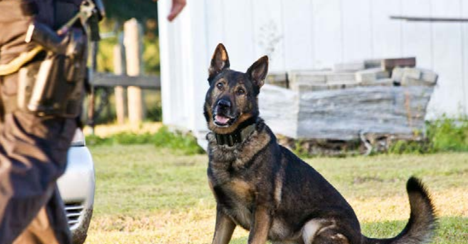 Security - REED Somalia